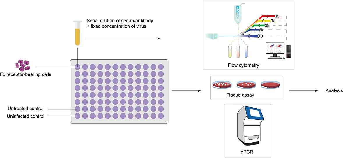 ADE Assay Services - Creative Diagnostics