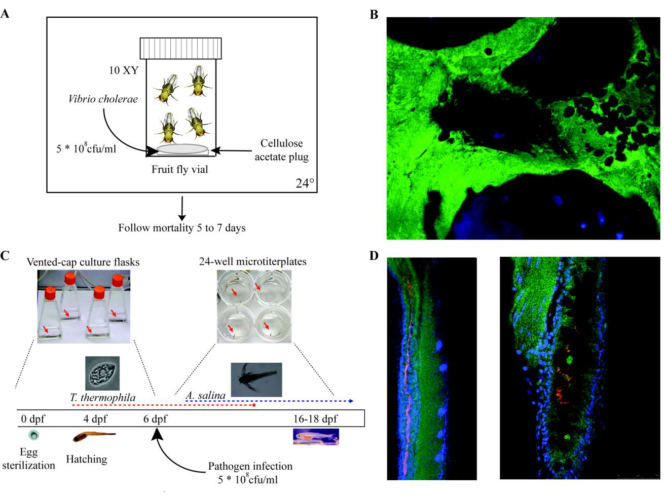 Bio-film Model - Creative Diagnostics
