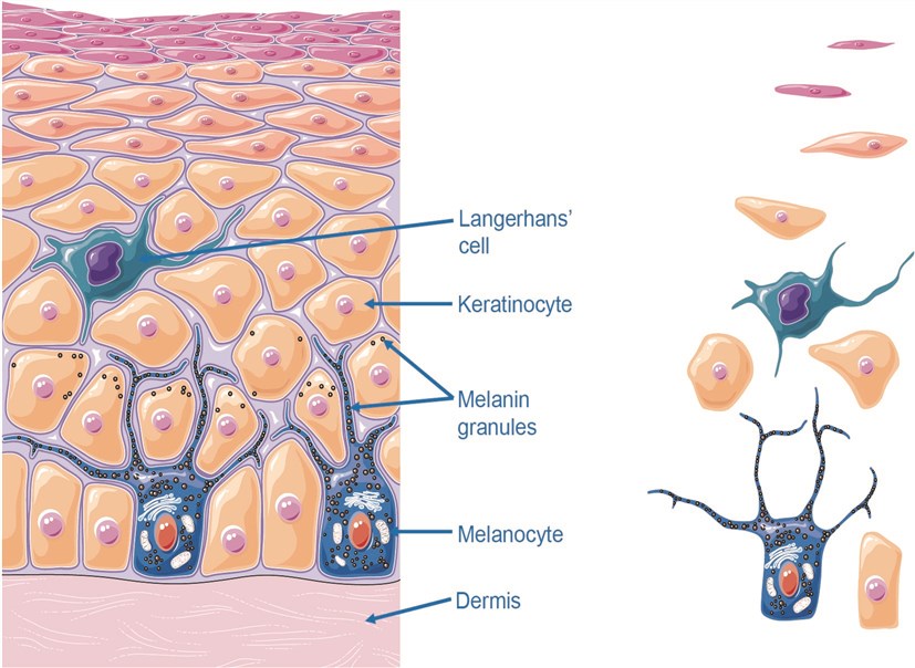 Deep Wound Model - Creative Diagnostics