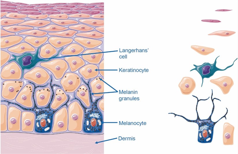 Intradermal Infection Model - Creative Diagnostics
