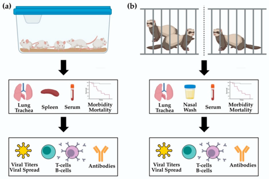 Influenza Animal Models for Drug Testing - Creative Diagnostics