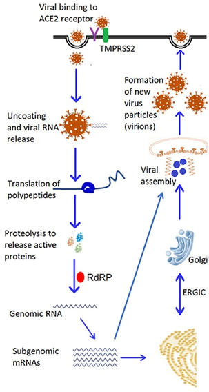SARS-CoV-2 Antiviral Services - Creative Diagnostics