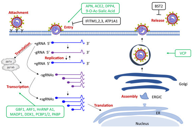 Human Coronaviruses Antiviral Services - Creative Diagnostics