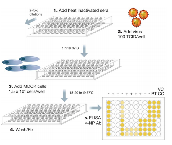 Neutralization Assay Neutralization Escape By SARS CoV 2 Omicron