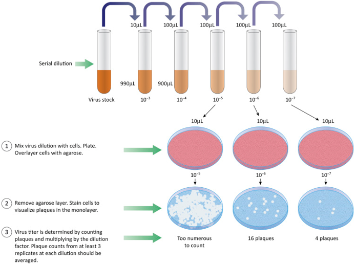 Influenza Virus Characterization - Creative Diagnostics