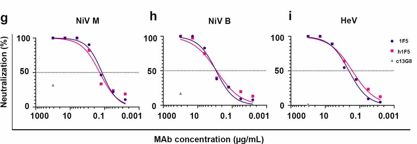 NeutraAb™ Human Anti-NiV F Protein monoclonal antibody, clone 1F5 ...
