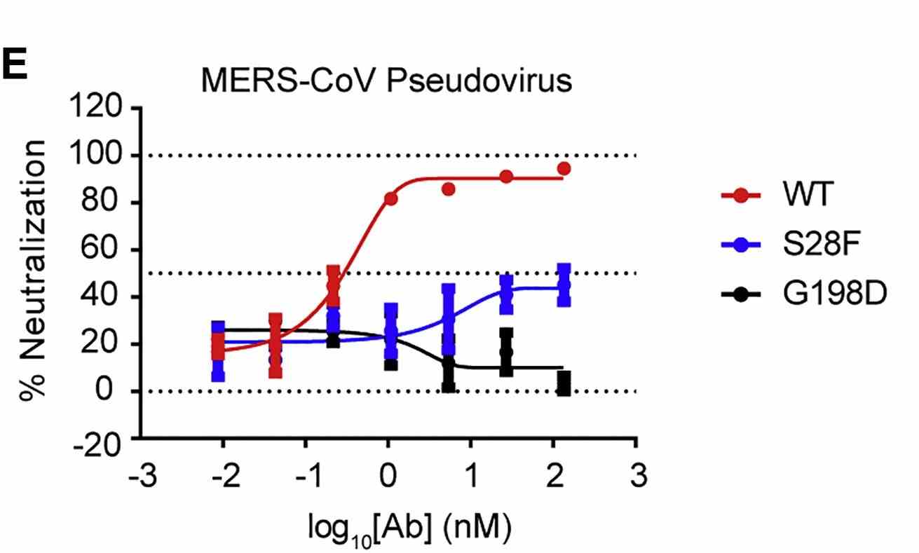 NeutraAb™ Human Anti-MERS-CoV S1 NTD monoclonal antibody, clone G2 ...