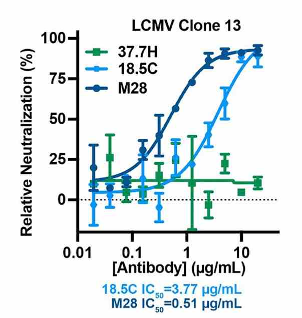 NeutraAb™ Rabbit Anti-LCMV GP monoclonal antibody, clone M28 - Creative ...