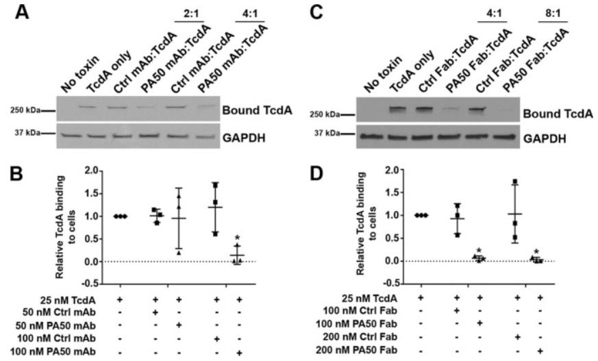 Human Anti-C. difficile Toxin A Monoclonal Antibody, clone PA50 ...