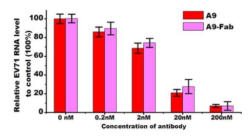 NeutraAb™ Mouse Anti-EV71 Monoclonal Antibody, clone A9 - Creative ...