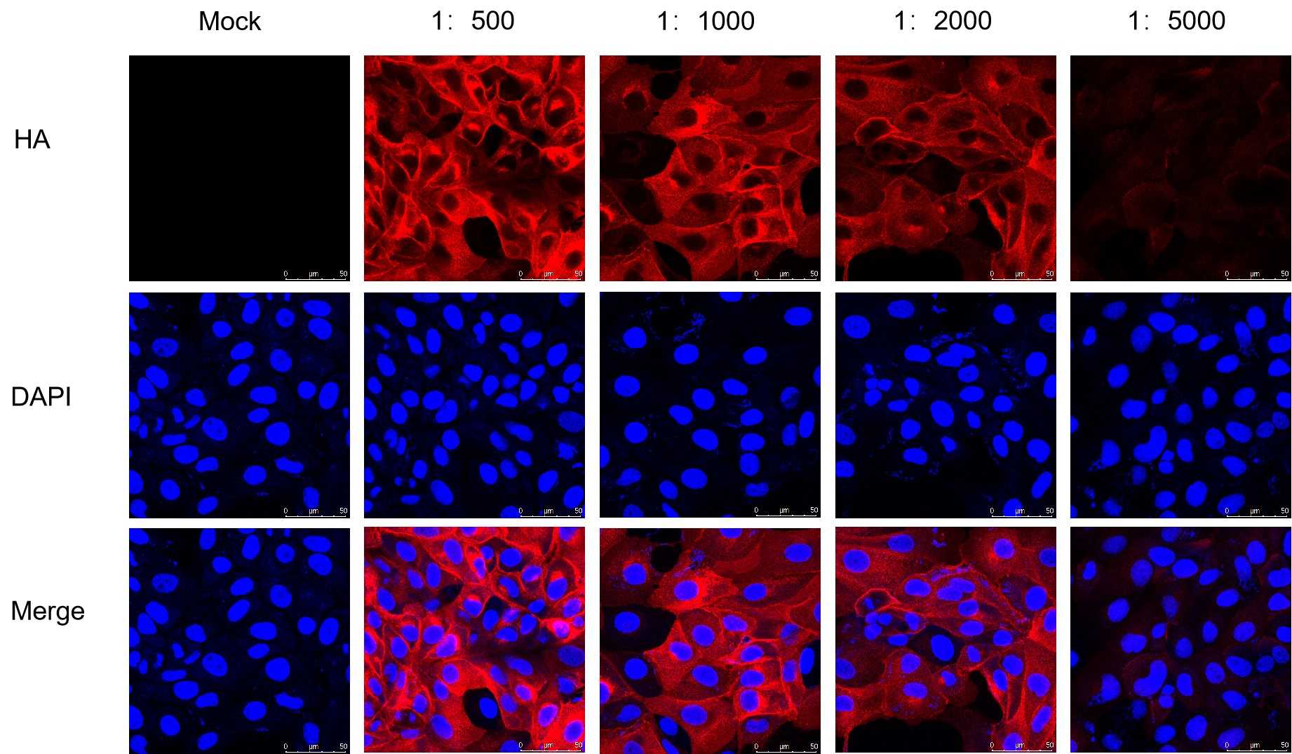NeutraAb™ Human Anti-IAV HA Monoclonal Antibody, clone CR9114 ...