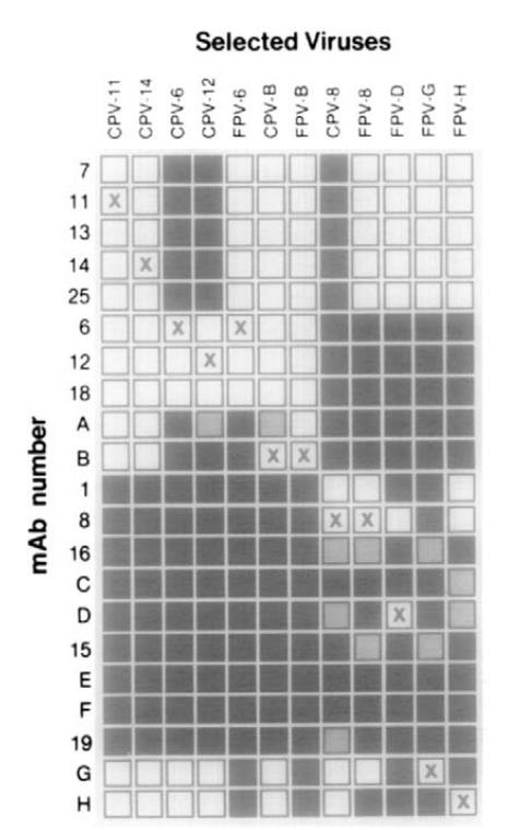 NeutraAb™ Dog Anti-Parvovirus Monoclonal Antibody, clone MAbE ...