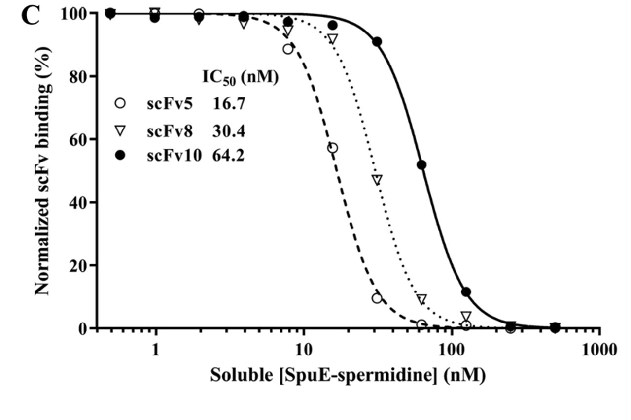 NeutraAb™ Human Anti-Pseudomonas Aeruginosa SpuE Monoclonal Antibody ...