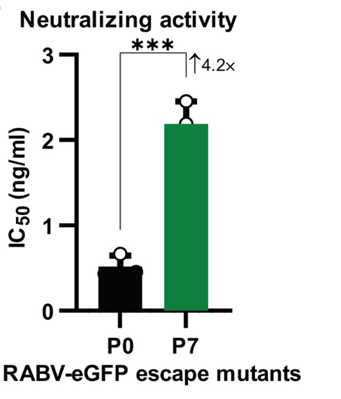 NeutraAb™ Human Anti-Rabies Virus Glycoprotein Monoclonal Antibody ...