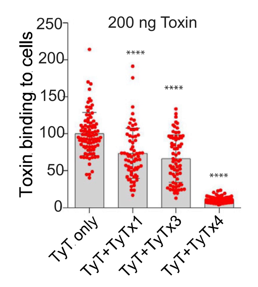 NeutraAb™ Human Anti-Salmonella A2B5 Toxin Monoclonal Antibody, clone TyTx4 - Creative Diagnostics