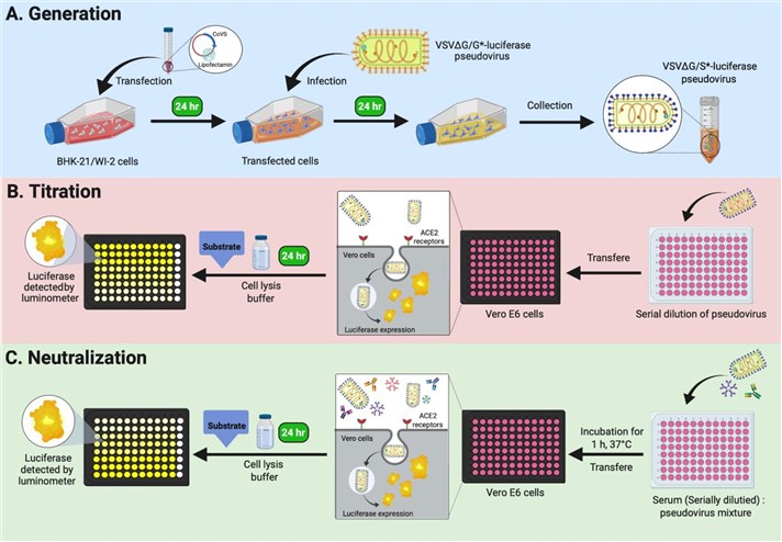 Pseudovirus Neutralization Antibody Assay Service - Creative Diagnostics