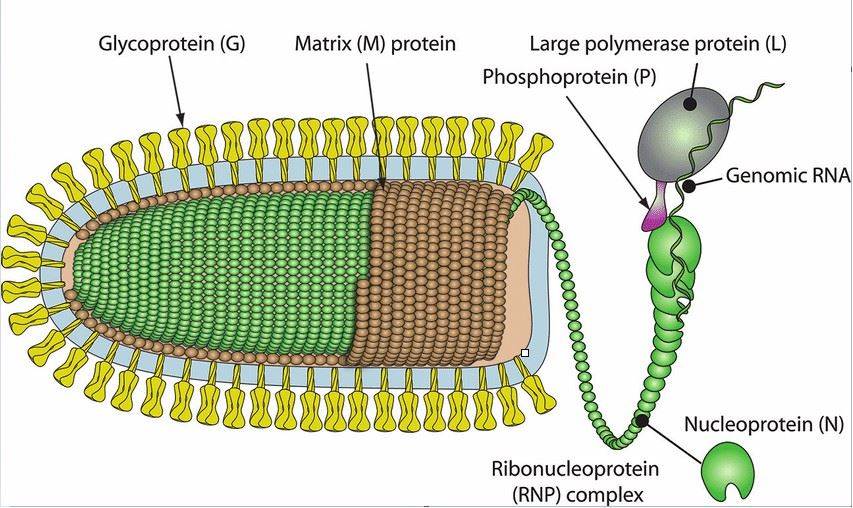 Vesicular Stomatitis Virus (VSV) System-Based Pseudovirus Service ...