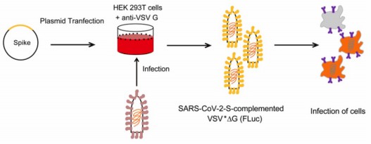 Vesicular Stomatitis Virus (VSV) System-Based Pseudovirus Service ...