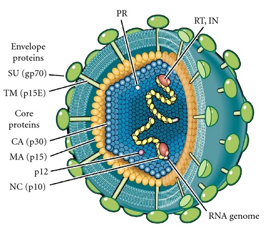 Murine Leukemia Virus (MLV) System-Based Pseudovirus Service - Creative ...