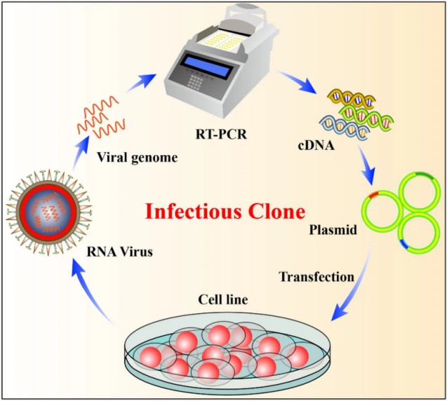 Reverse Genetics System-Based Pseudovirus Service - Creative Diagnostics