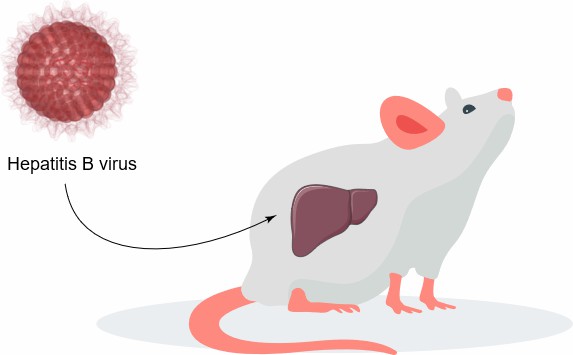 HBV Preclinical Cell and Animal Models - Creative Diagnostics