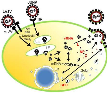 Lassa Fever Virus (LASV) Antiviral Services - Creative Diagnostics