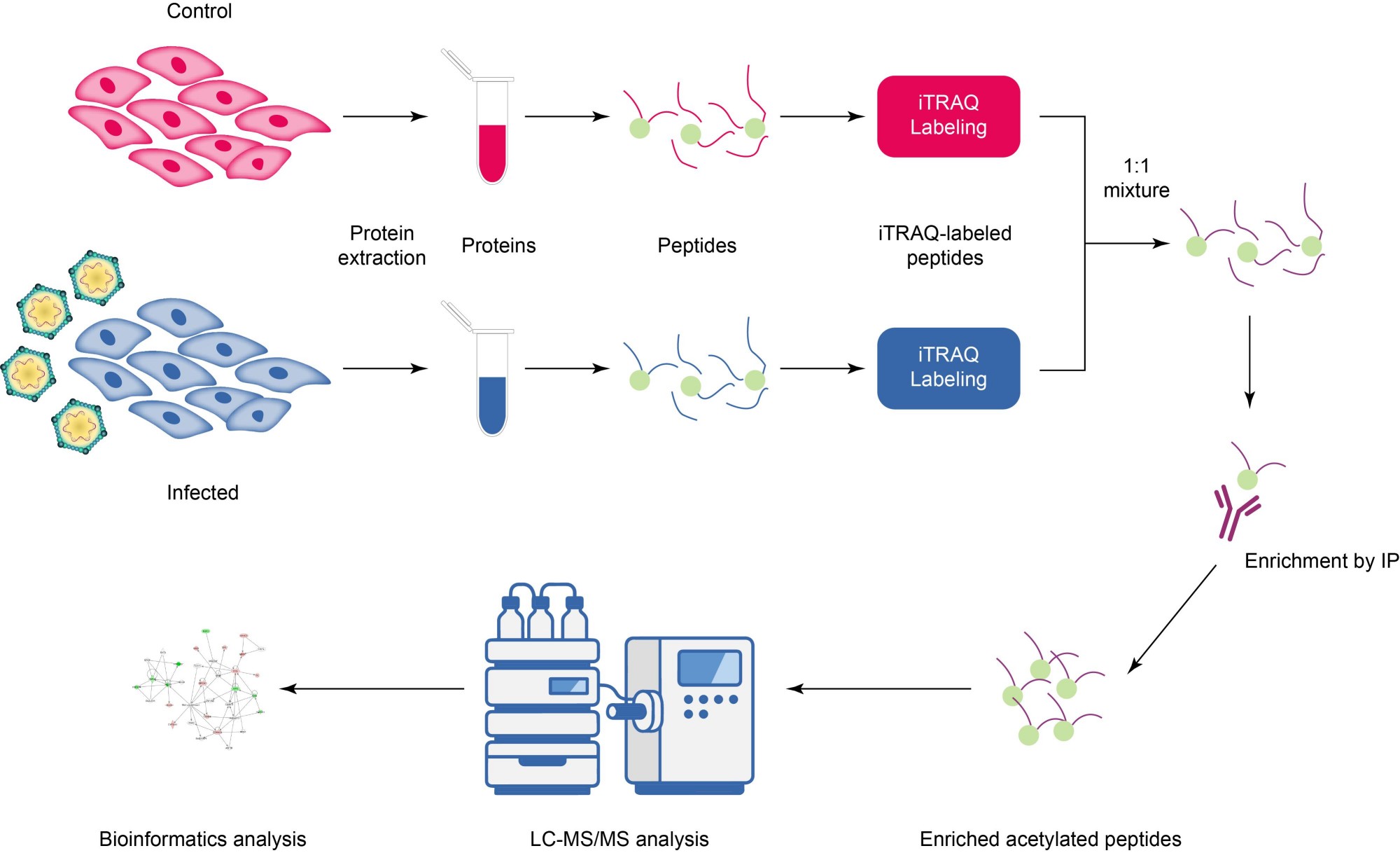 Acetylation Analysis for Virus-Host Interaction - Creative Diagnostics