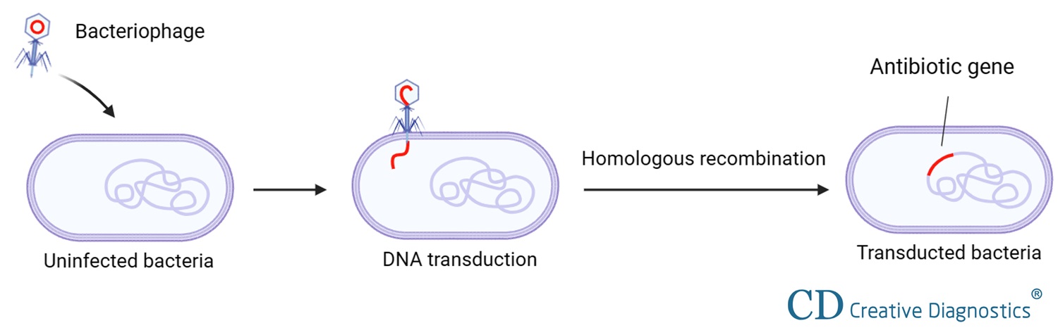 Construction of Mycobacterium Tuberculosis Gene Knockout Strains - Creative Diagnostics