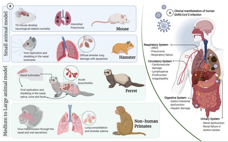Coronavirus Animal Model - Creative Diagnostics