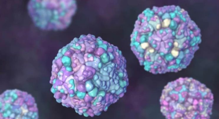 Coxsackie Virus Mouse Model - Creative Diagnostics