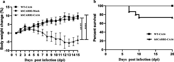 CV A16 Intraperitoneal Infection Mouse Model - Creative Diagnostics