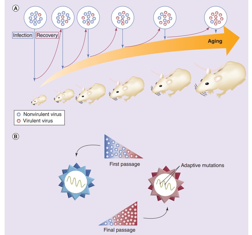 Dengue Virus Mouse Model for Research - Creative Diagnostics