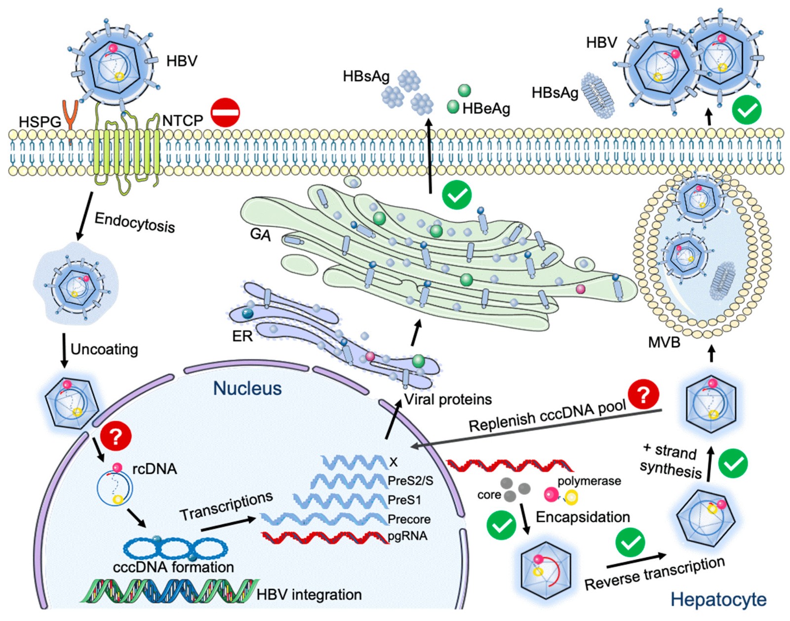 Duck Hepatitis B Virus (DHBV) Infection Model - Creative Diagnostics