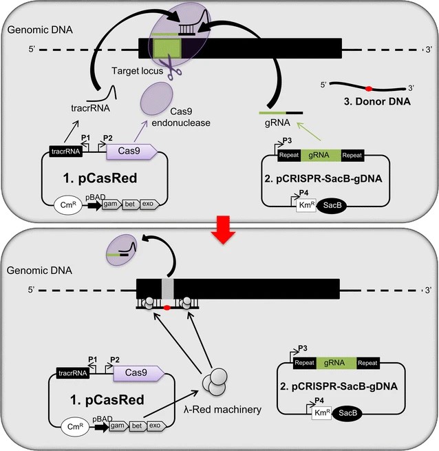 Escherichia Coli Genome Editing - Creative Diagnostics