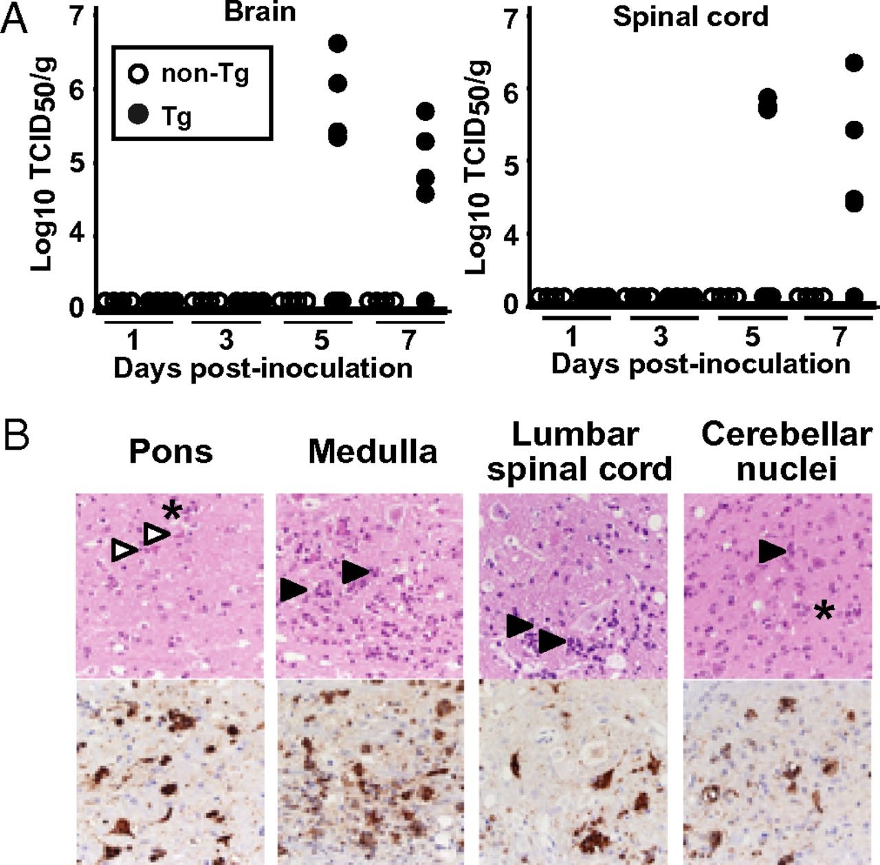 EV71 SCARB2 Transgenic Mouse Model - Creative Diagnostics