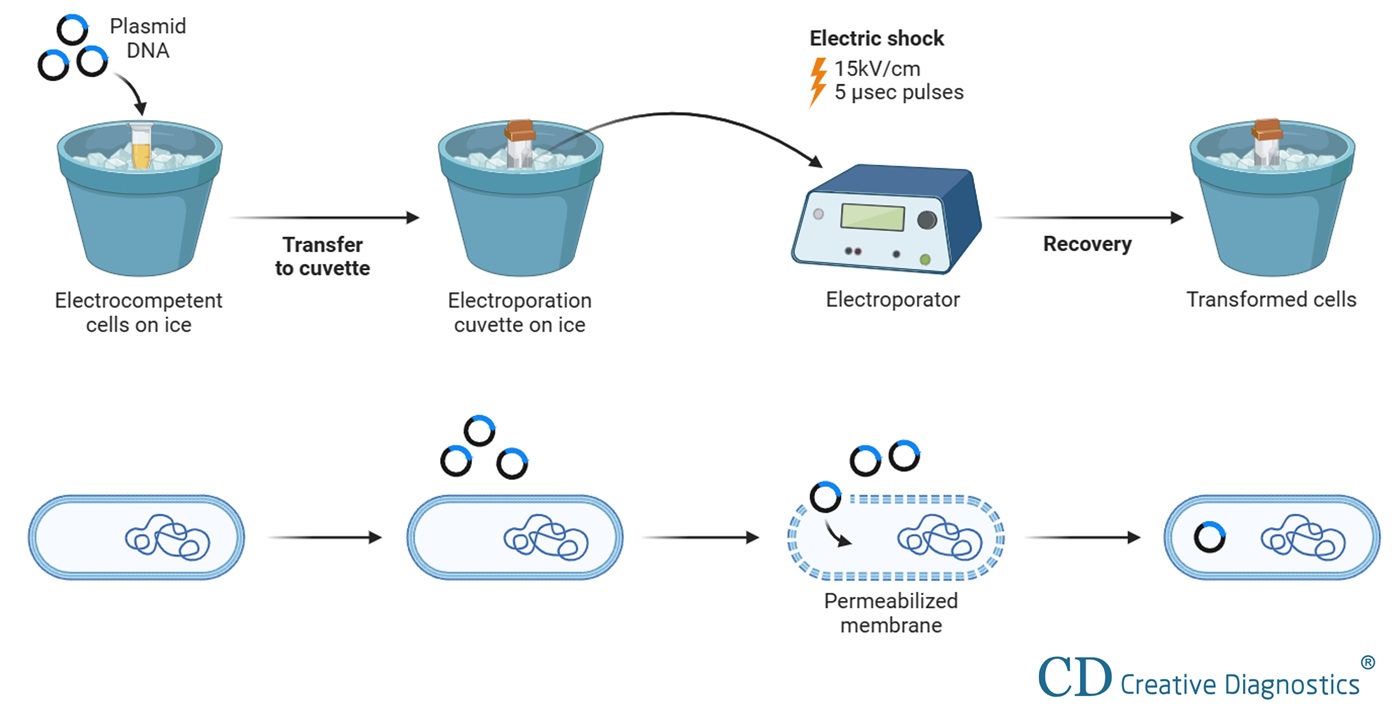 Gene Complementation Studies of Mycobacterium Tuberculosis - Creative Diagnostics