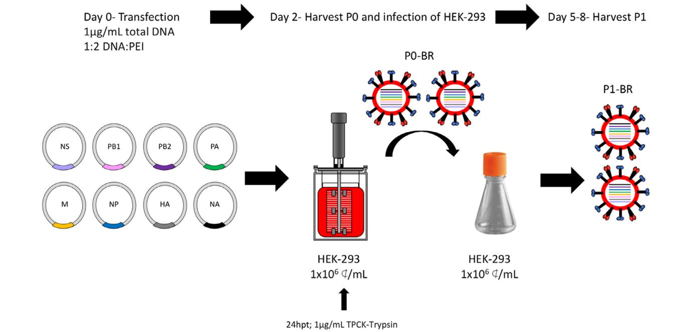 H1N1 Strain Mouse Model - Creative Diagnostics