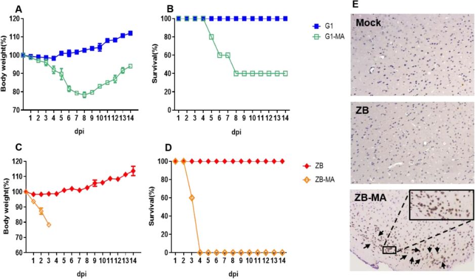 H9N2 Avian Influenza Mouse Model - Creative Diagnostics