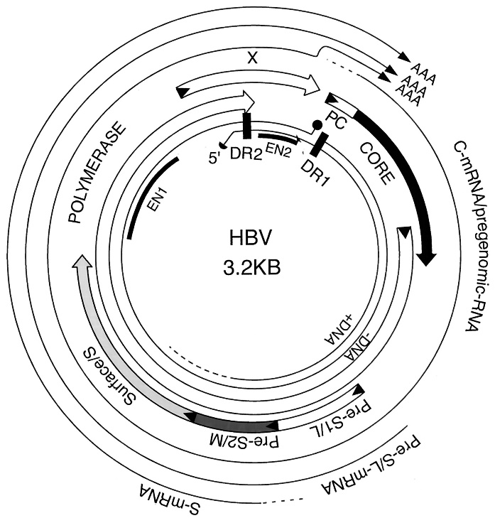 HBV Full-Genome Pseudovirus-Infected Mouse Model - Creative Diagnostics