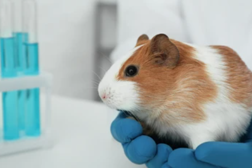 HSV Animal Model - Creative Diagnostics