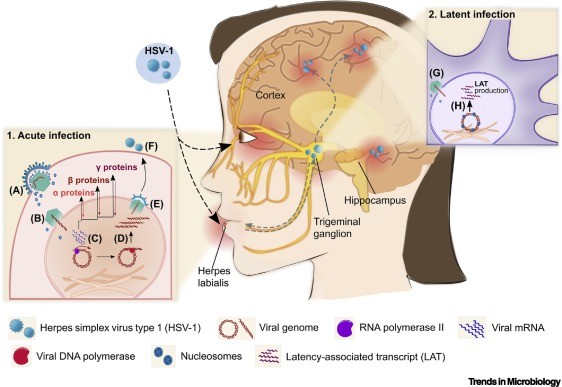 HSV Brain Infection Mouse Model - Creative Diagnostics