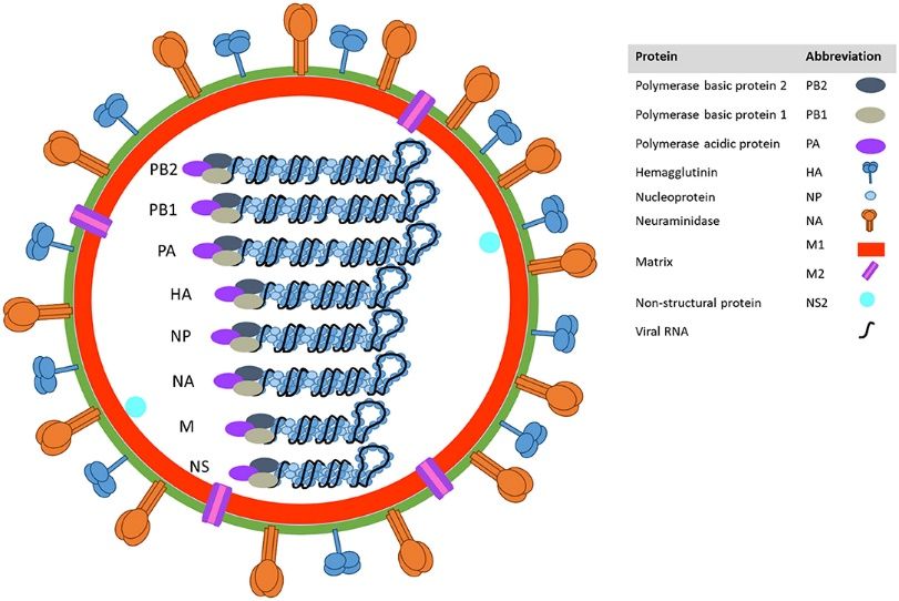 Influenza A Virus Mouse Model - Creative Diagnostics