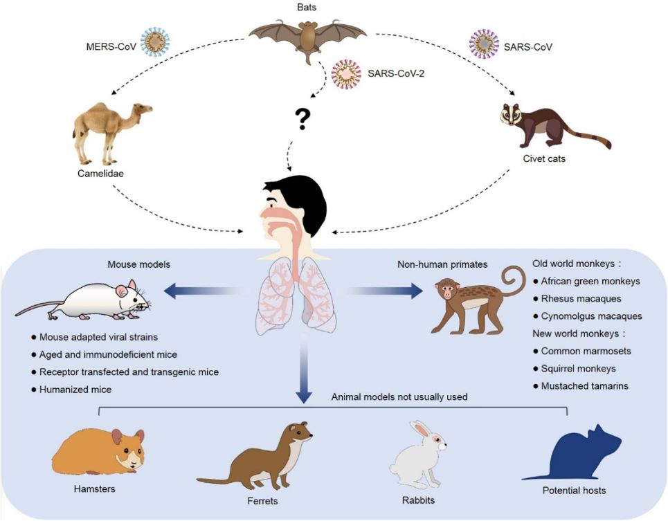 MERS-CoV Animal Model - Creative Diagnostics