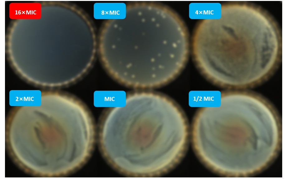 Antibiotic Susceptibility MIC/MBC Testing - Creative Diagnostics