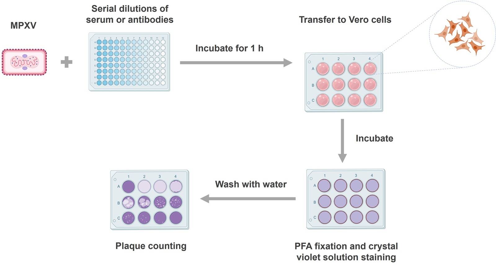 MPXV Neutralizing Antibody Test - Creative Diagnostics