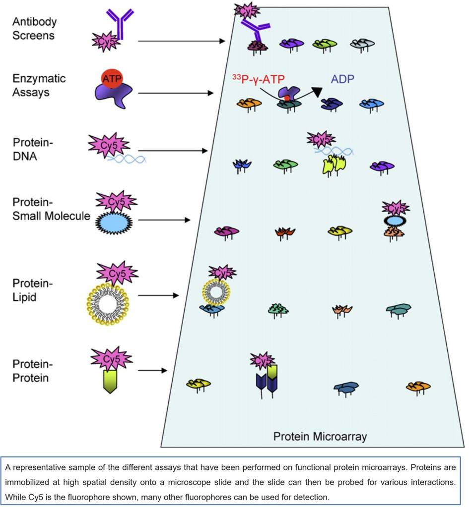 M. tuberculosis Proteome Microarray Services - Creative Diagnostics