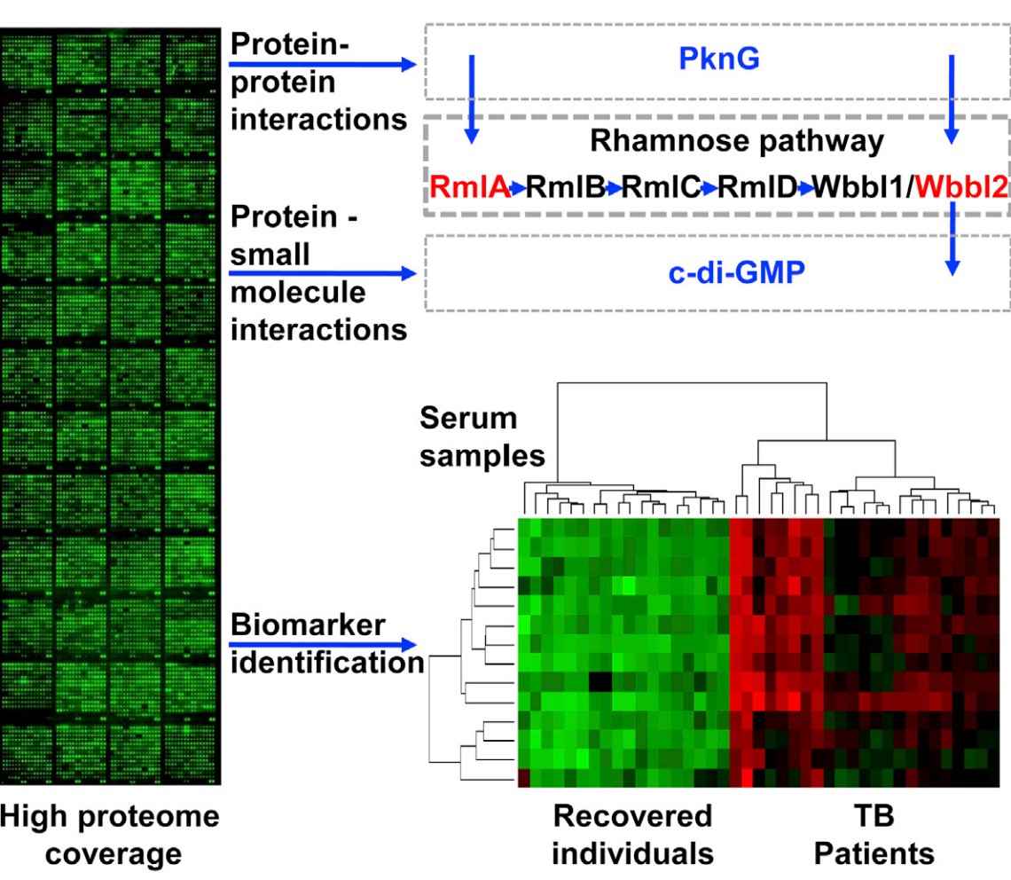 M. tuberculosis Proteome Microarray Services - Creative Diagnostics