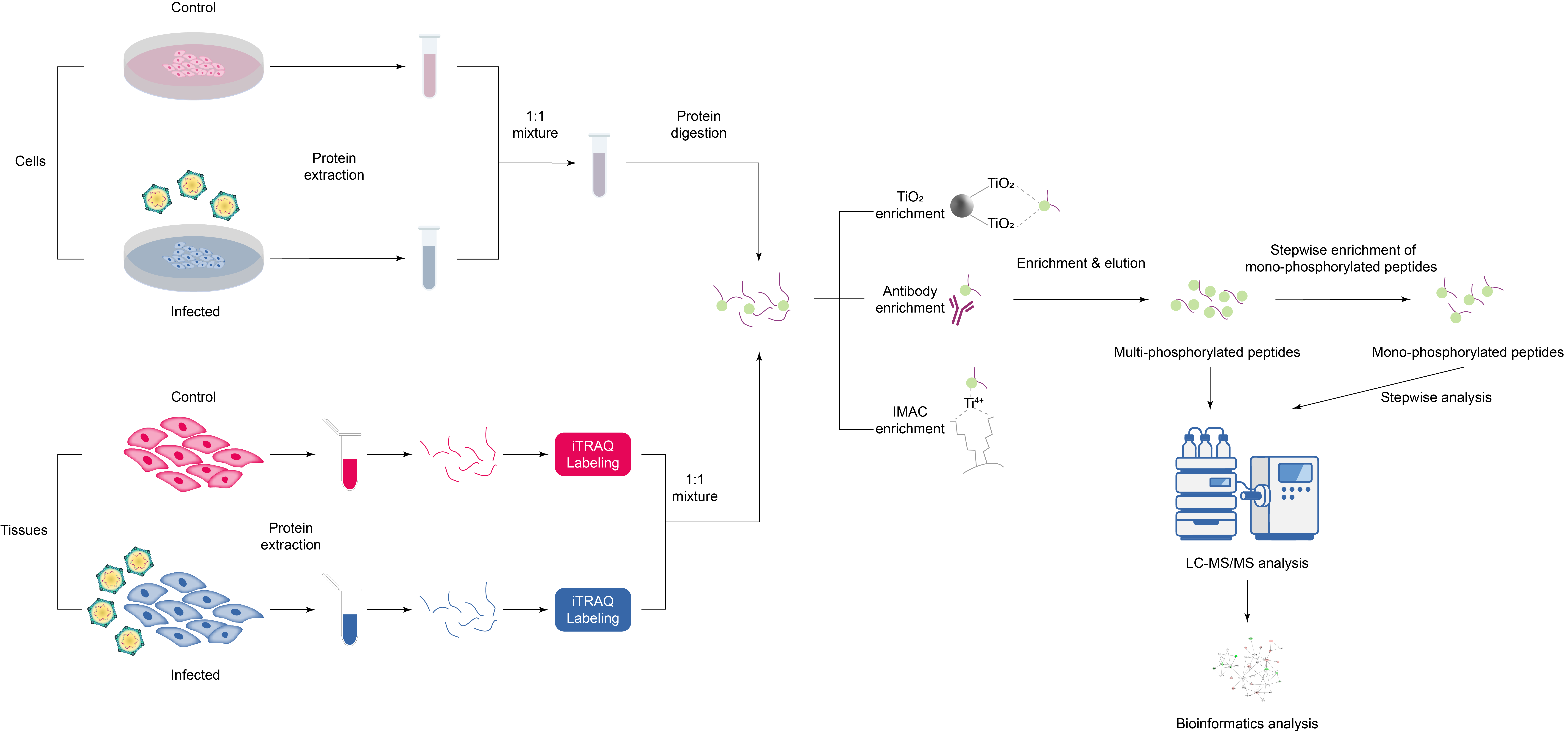 Phosphorylation Analysis for Virus-Host Interaction - Creative Diagnostics