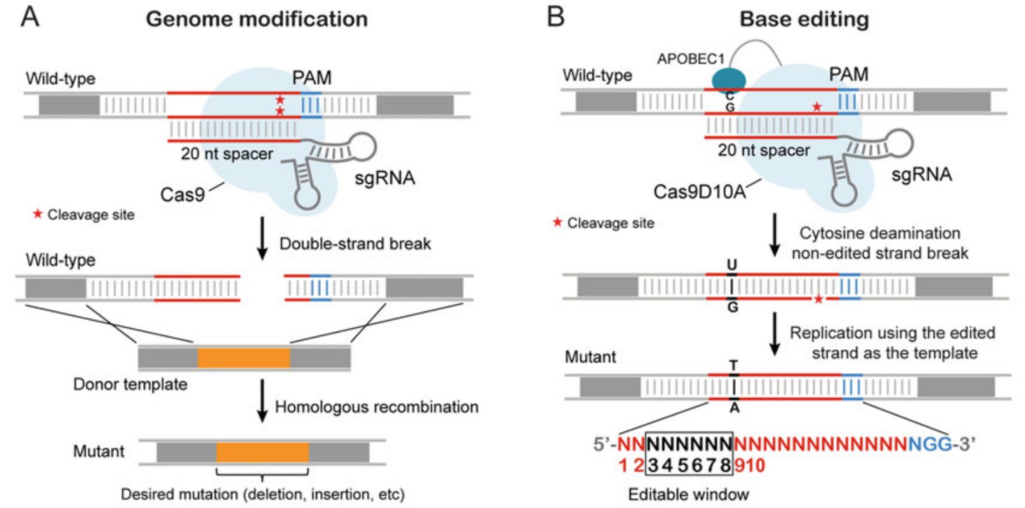 Pseudomonas Aeruginosa Genome Editing - Creative Diagnostics