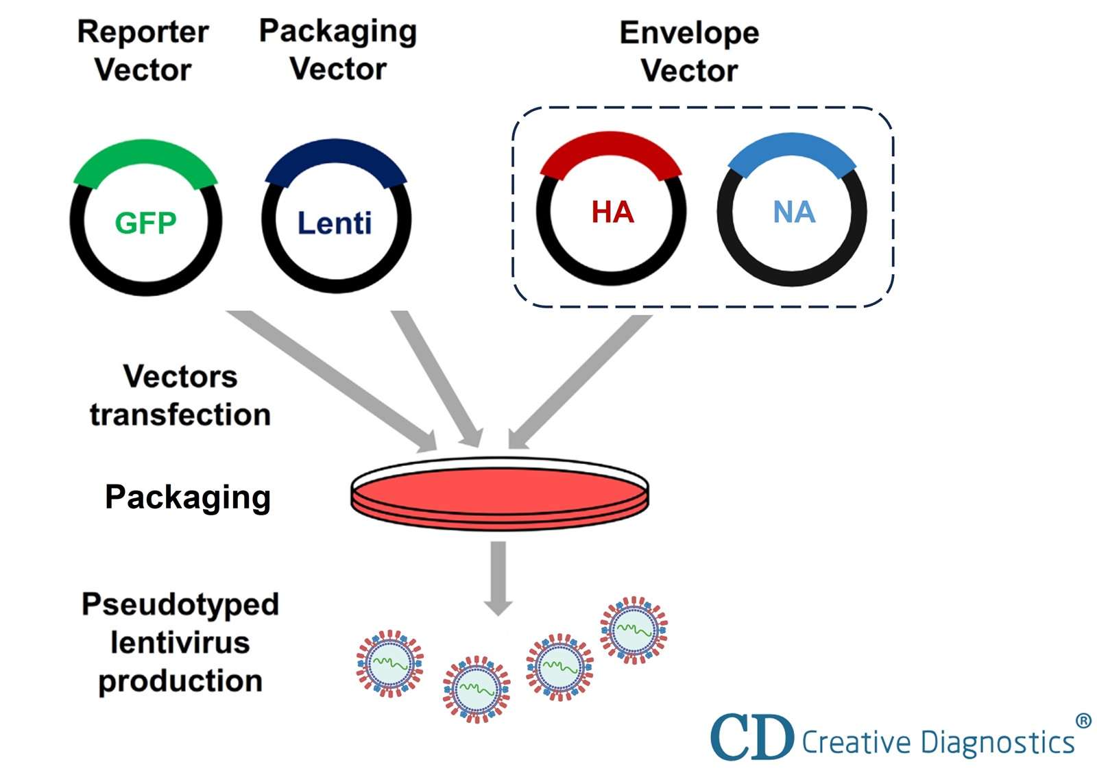 Custom Pseudotyped Reporter Virus for Influenza - Creative Diagnostics